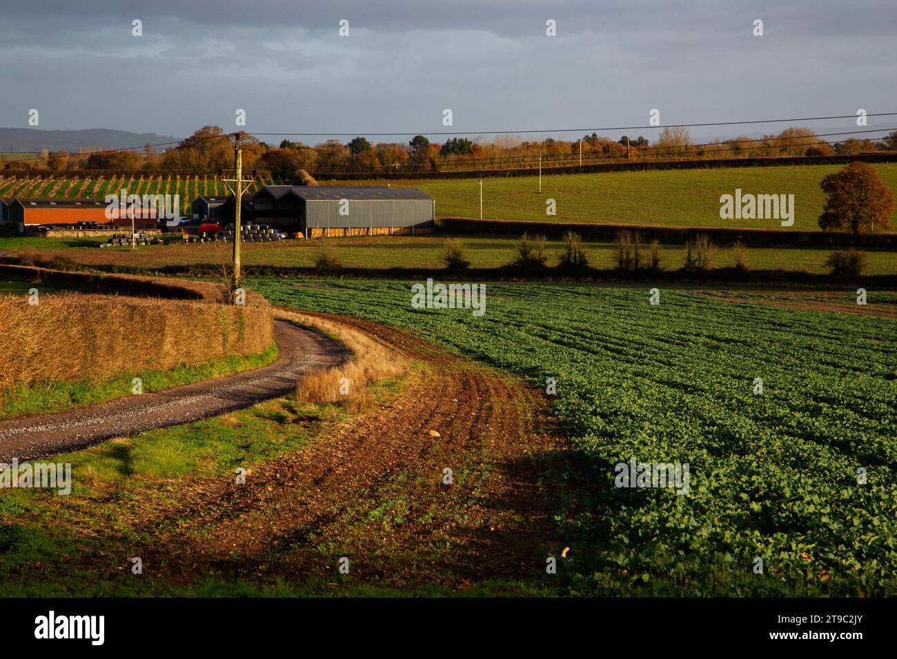 crop field in Devon countryside, U.K Stock Photo - Alamy