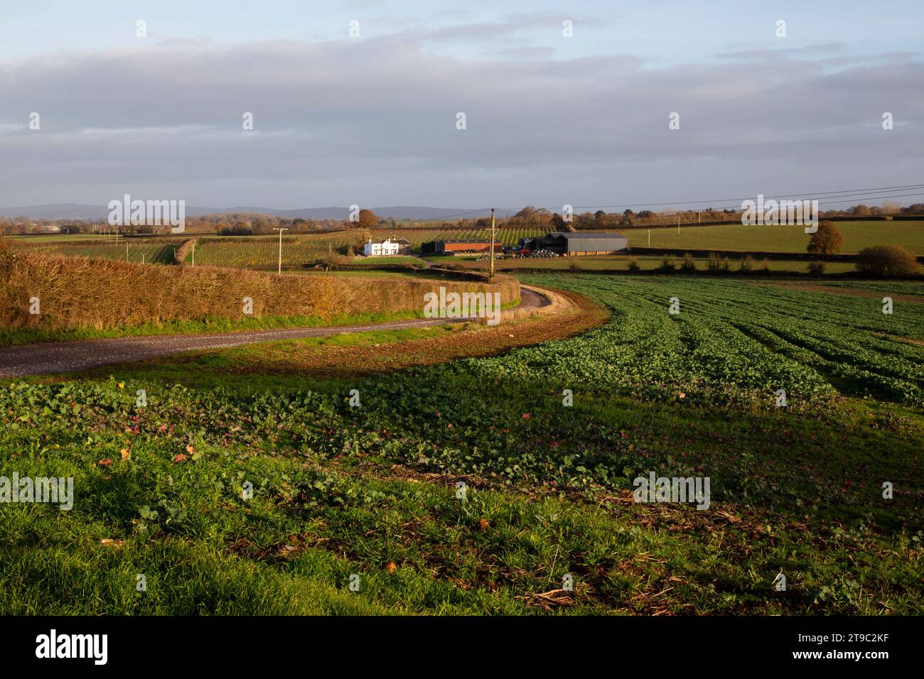 crop field in Devon countryside, U.K Stock Photo - Alamy