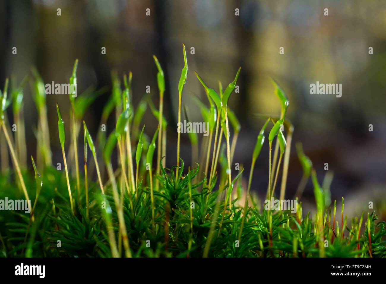 Precious drops of water from the morning dew covering an isolated plant ...