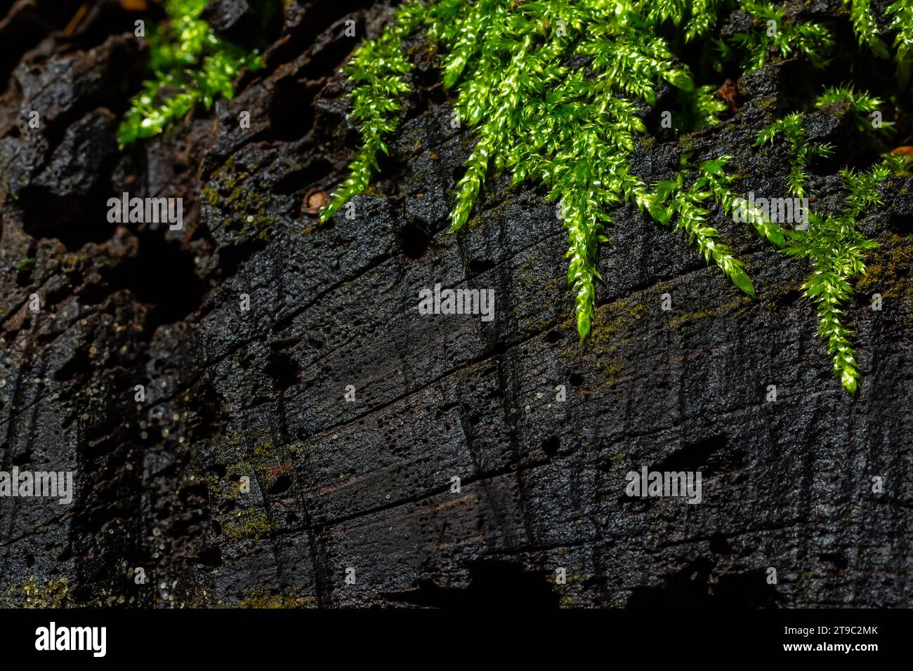 Precious drops of water from the morning dew covering an isolated plant ...