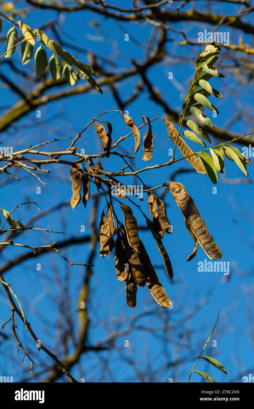 Close up of a brown color 'Robinia pseudoacacia' seed pod against a ...
