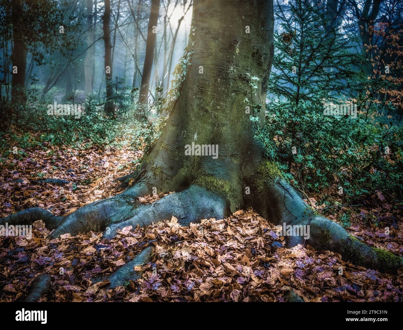 Light streaming through the leaves and branches hi-res stock ...