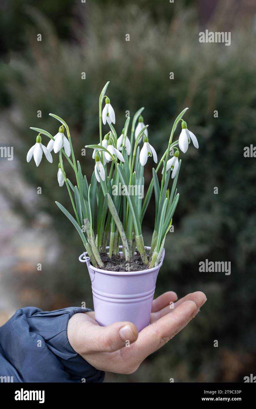 spring revival, early blooming spring delicate snowdrop flowers in a ...