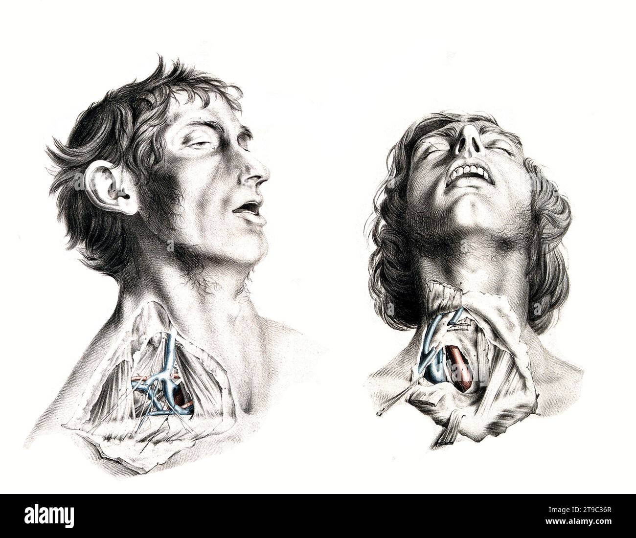 Medizin, menschliche Anatomie, das Kreislaufsystem, Blutkreislauf: zwei ...