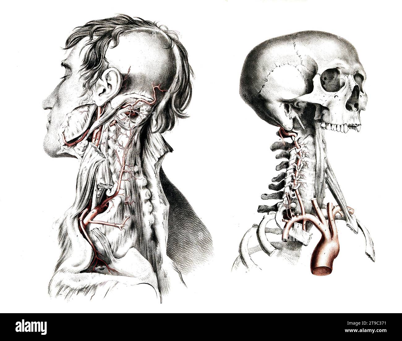 Medizin, menschliche Anatomie, das Kreislaufsystem, Blutkreislauf, zwei ...