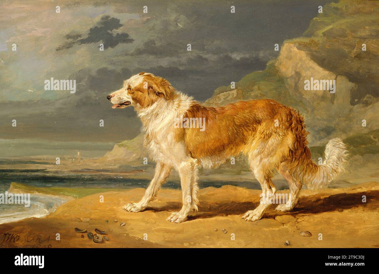 Hund, Rauhhaariger Collie, Langhaarcollie, Historisch, digital ...