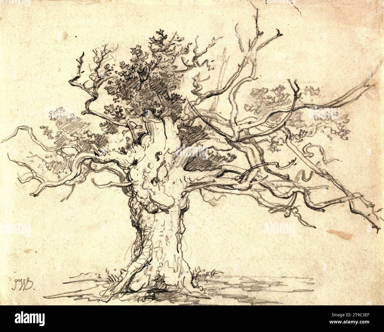 old oak tree drawing