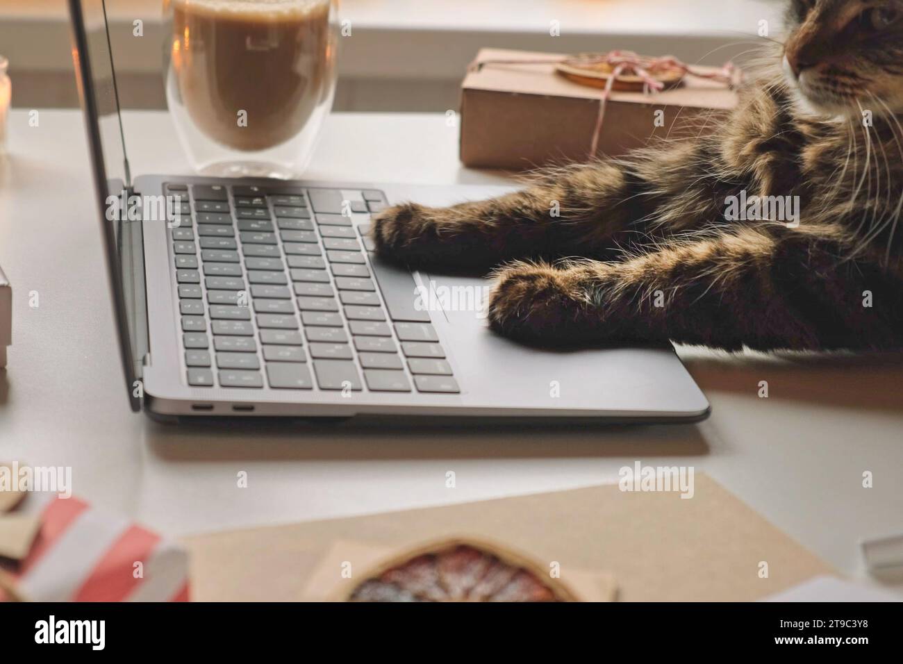 Cat using a Computer Laptop. Fluffy Feline Paws Typing on a Keyboard ...