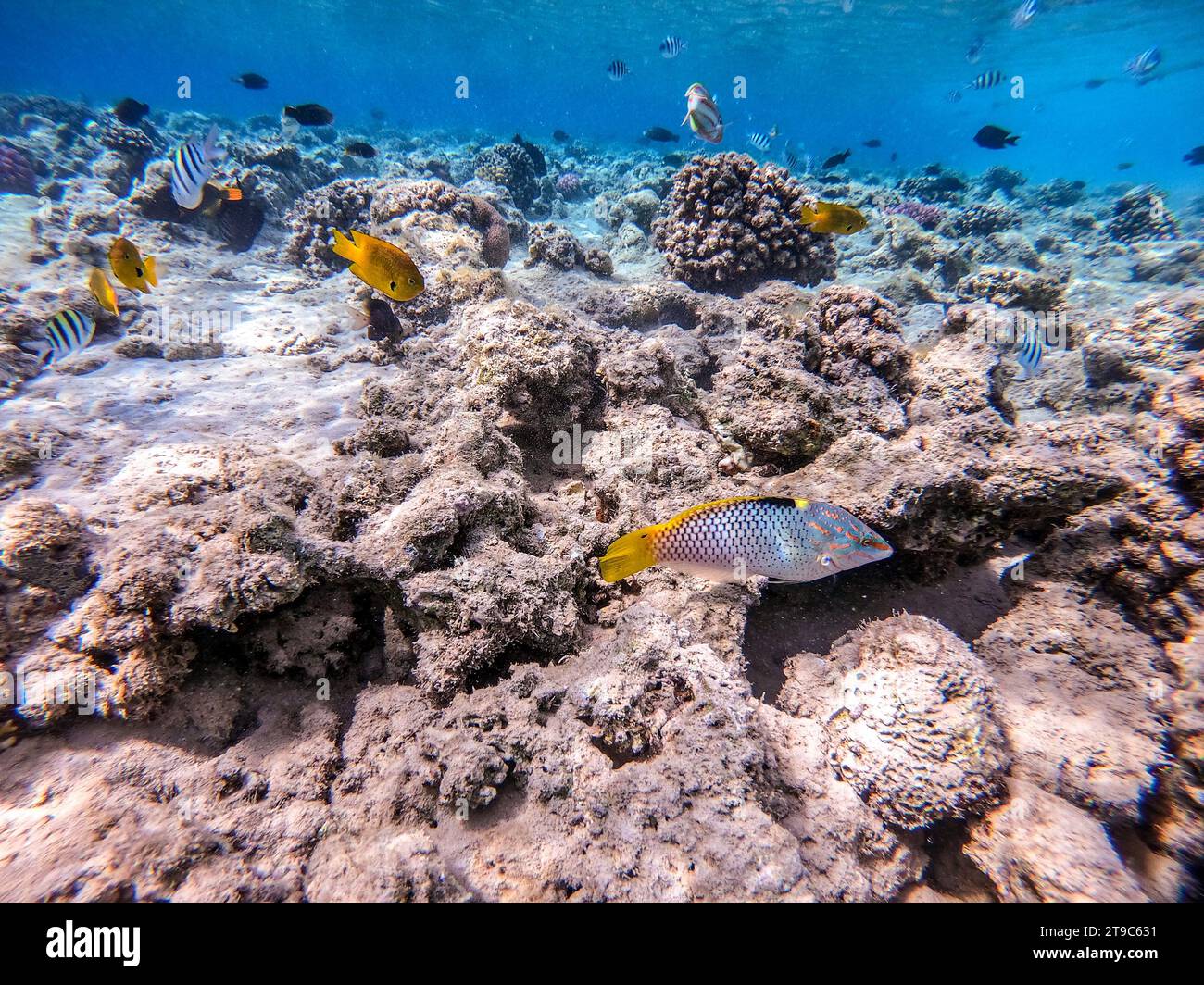 Tropical Checkerboard wrasse known as Halichoeres hortulanus underwater ...
