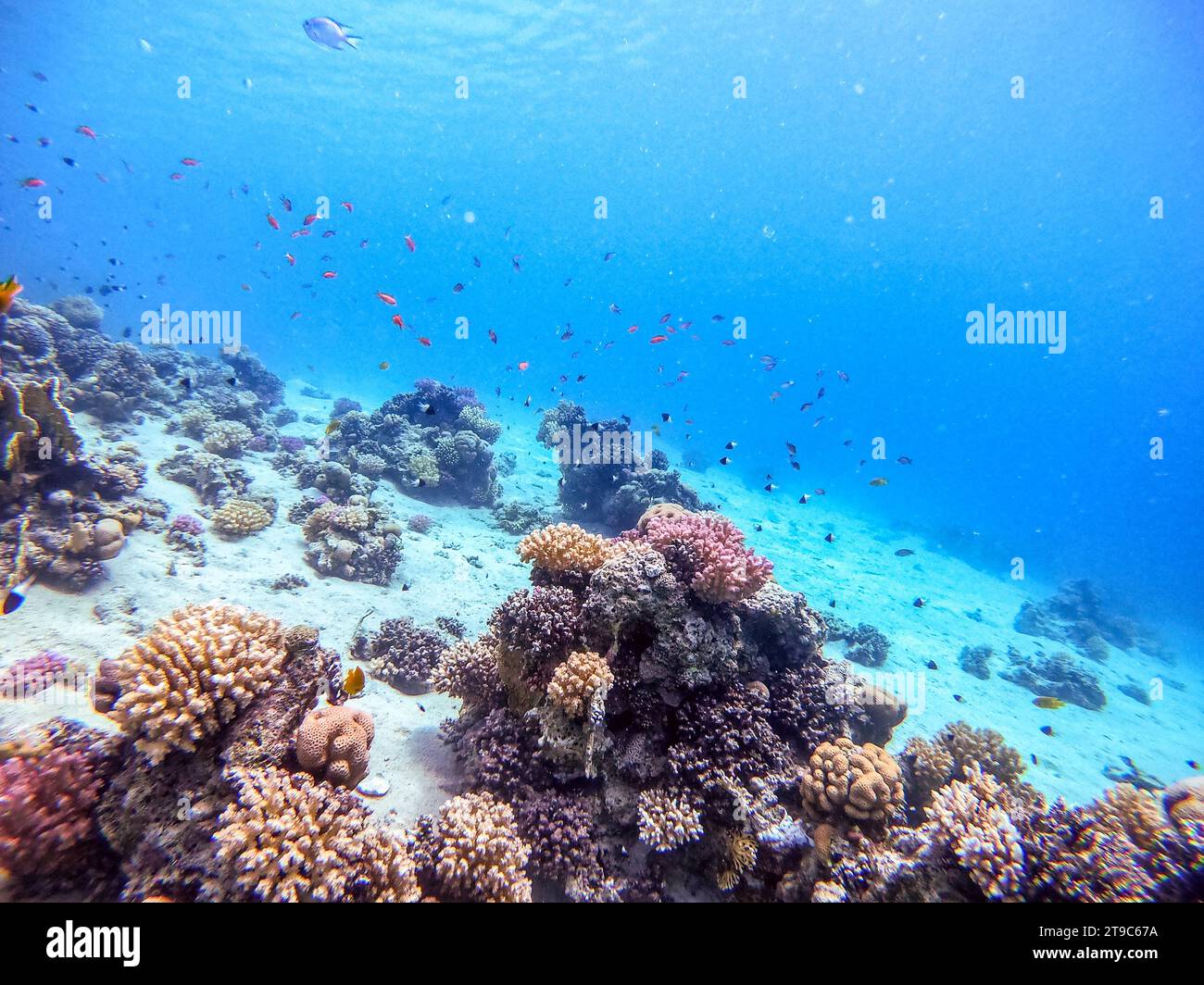 Underwater panoramic view of coral reef with shoal of Lyretail anthias ...