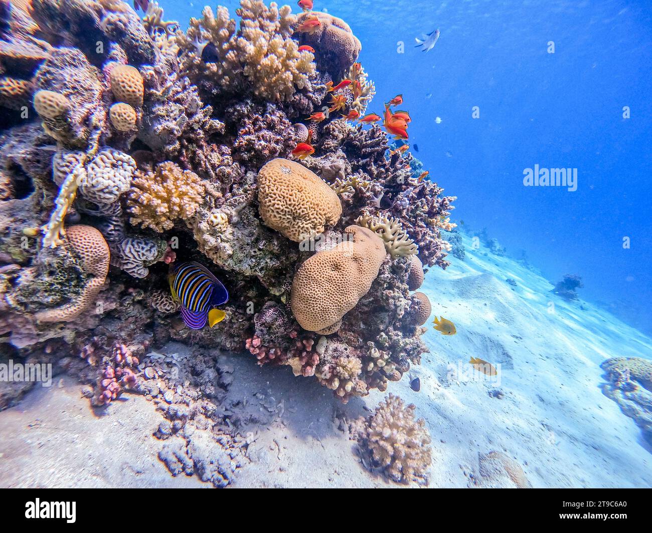 Tropical Angel fish or Royal angelfish known as Pygoplites diacanthus ...