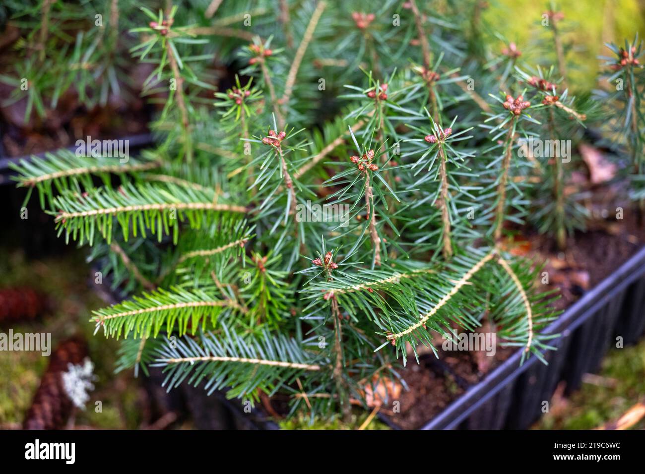 Eibenstock, Germany. 24th Nov, 2023. So-called containers with young ...
