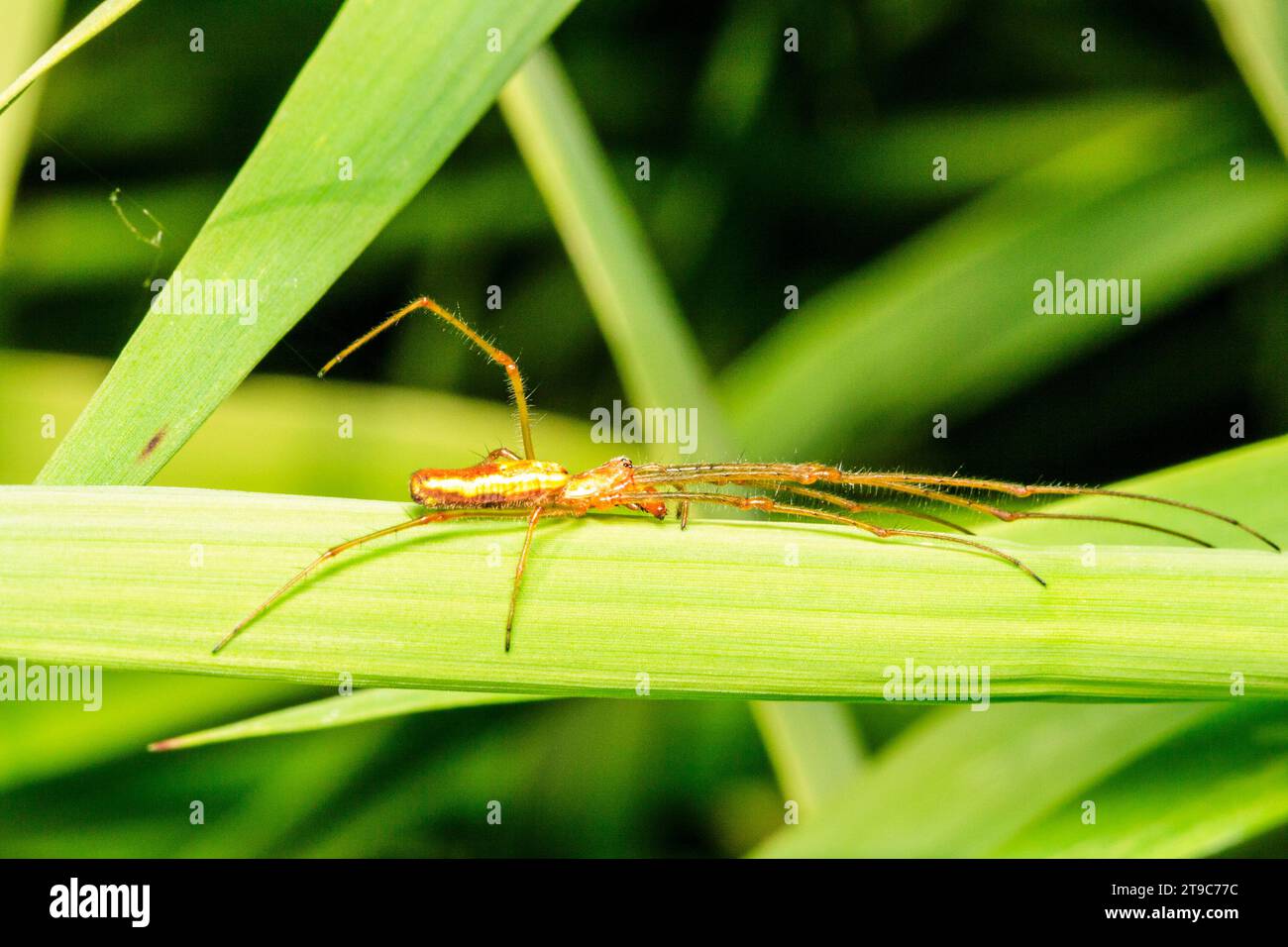 Spider side view hi-res stock photography and images - Alamy