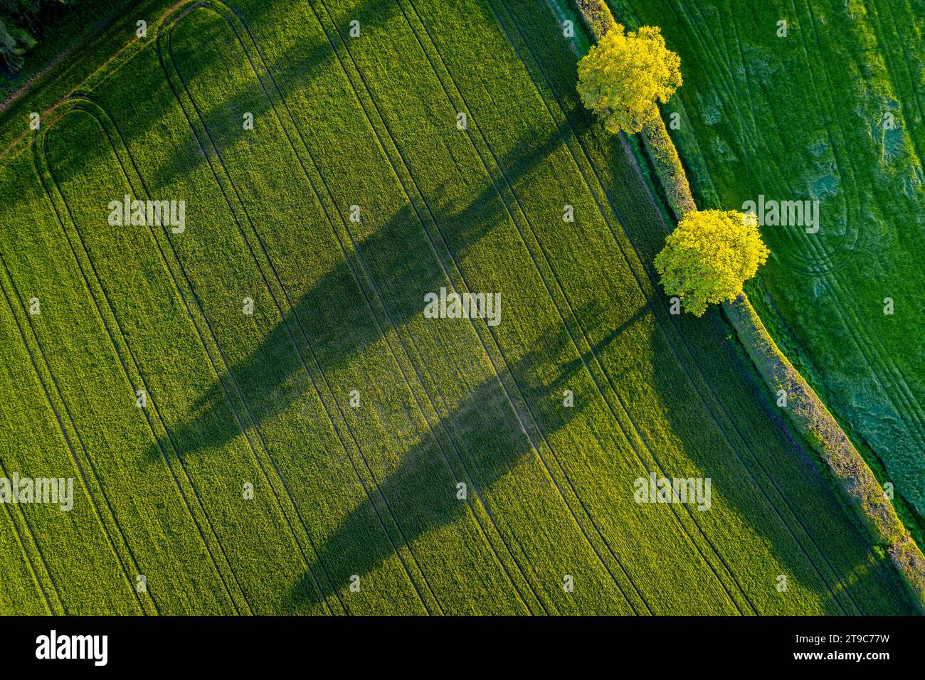 Aerial photo of hedgerow trees and shadows in a Devon field, England ...