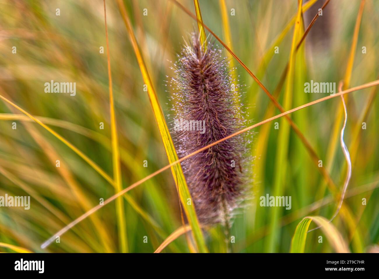 An interesting beautiful plant similar to a squirrel tail. bright ...