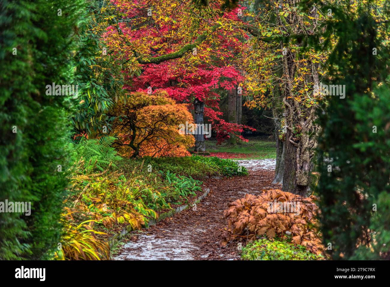 Landscape of autumn sunny forest, pleasant warm soft morning light with ...