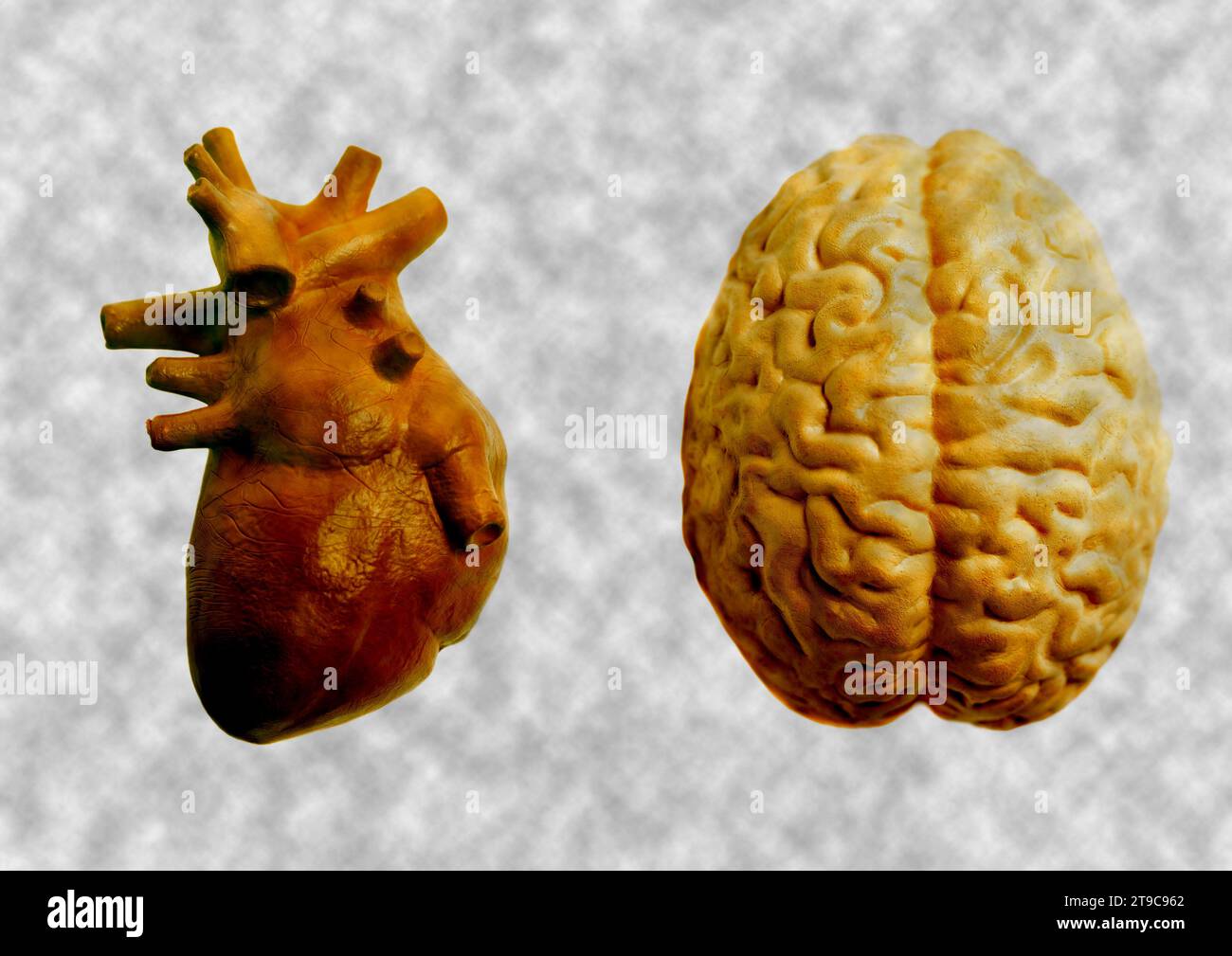Human brain and heart, Medical, educational, anatomy and emotion ...