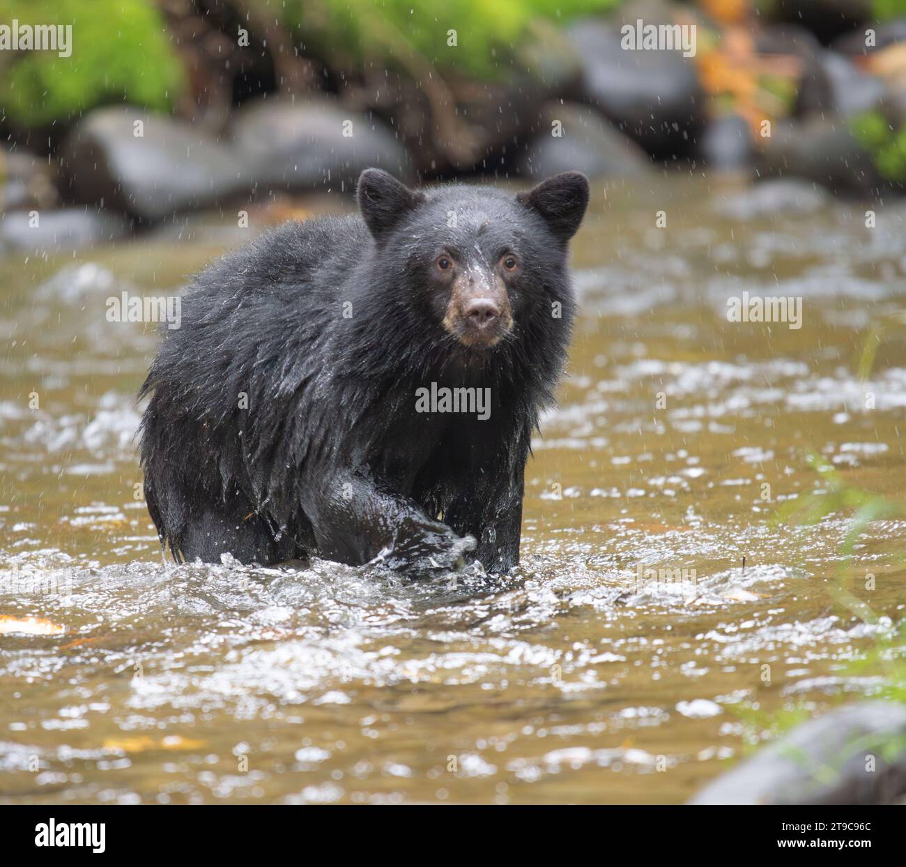 Black bear crossing river hi-res stock photography and images - Alamy