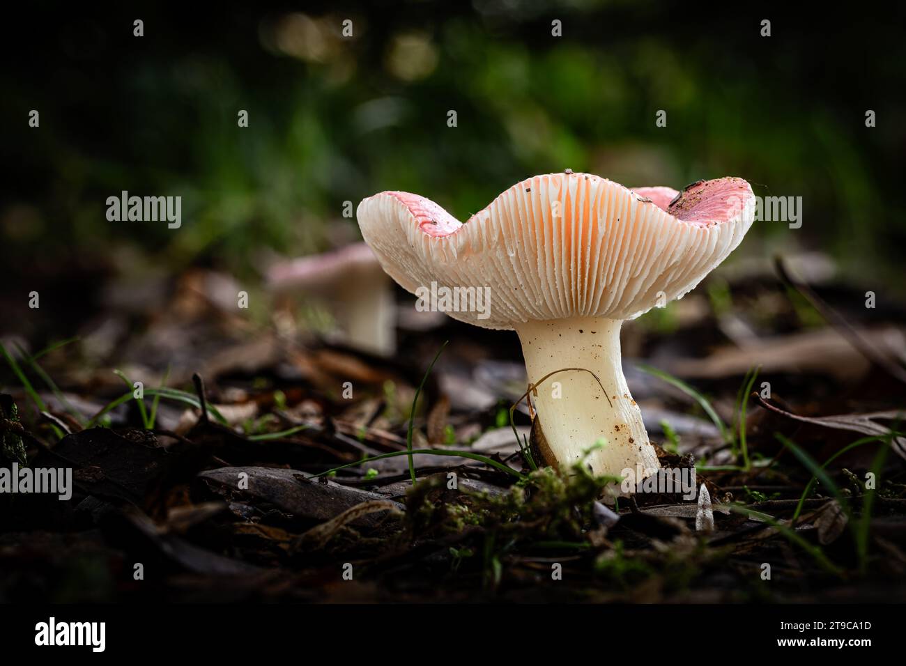 Red capped species hi-res stock photography and images - Alamy