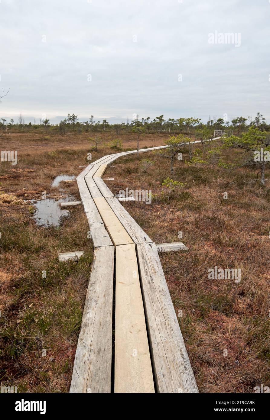Exploring the swamp's enigma, guided by the rustic pathway, finding ...