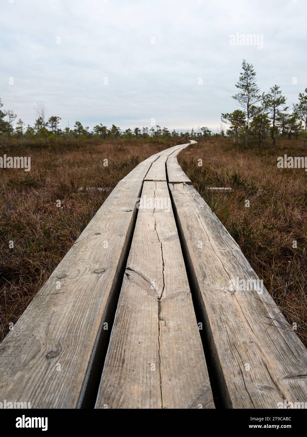 Journey through the swamp's heart on this wooden path, where nature's ...