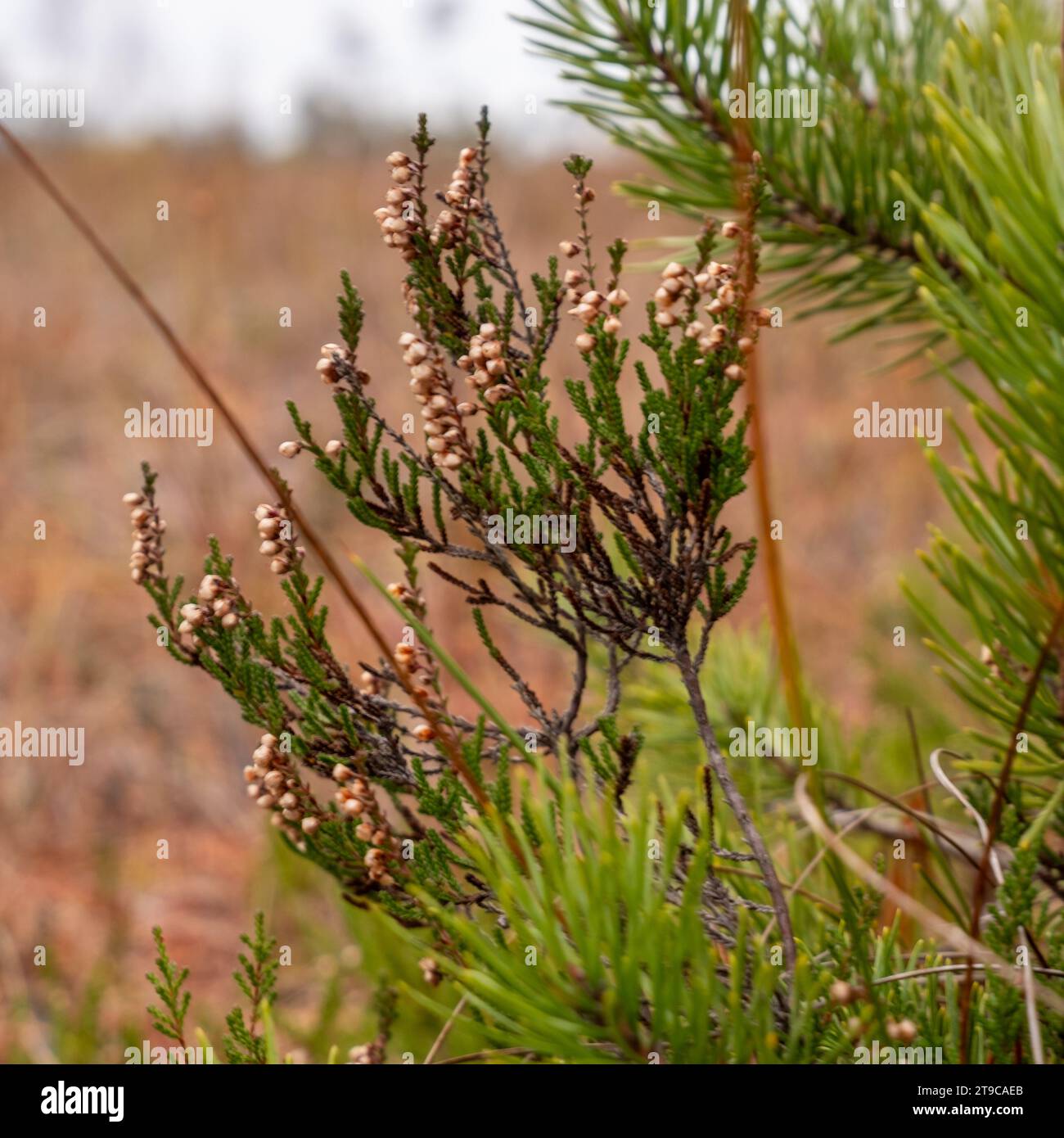 In the heart of the swamp, the textured tree reveals nature's poetry ...