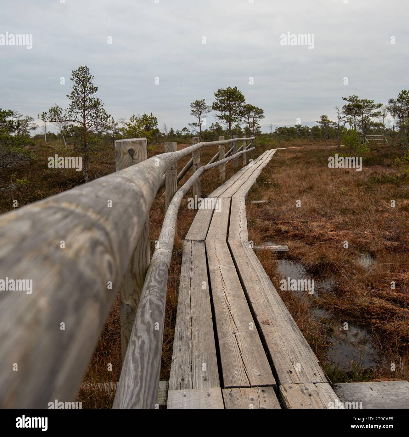 Venture through the marsh's embrace, where the wooden trail whispers ...