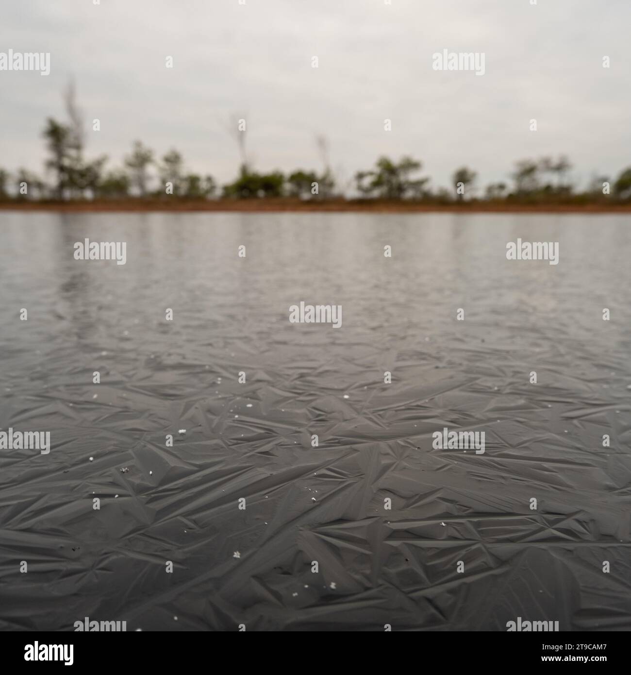 In the quietude of the autumn swamp, the small lake becomes a canvas ...