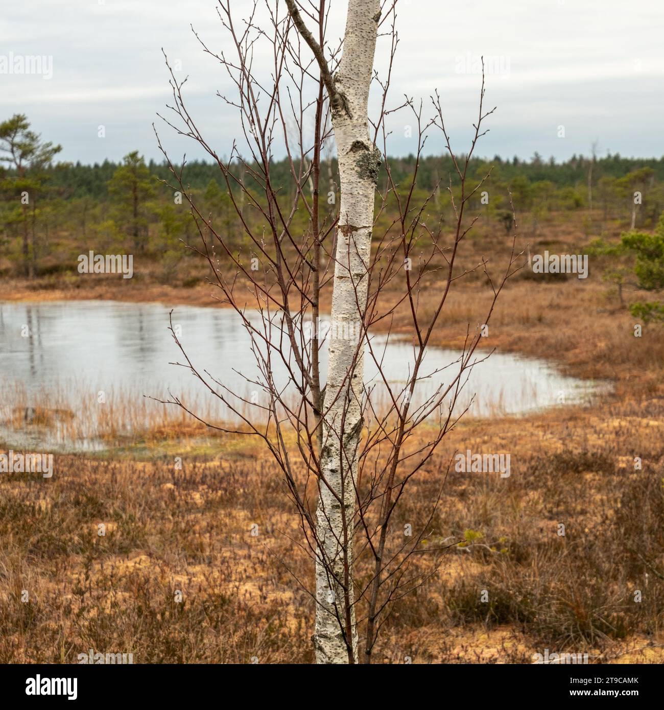 Tall trees cast shadows hi-res stock photography and images - Alamy