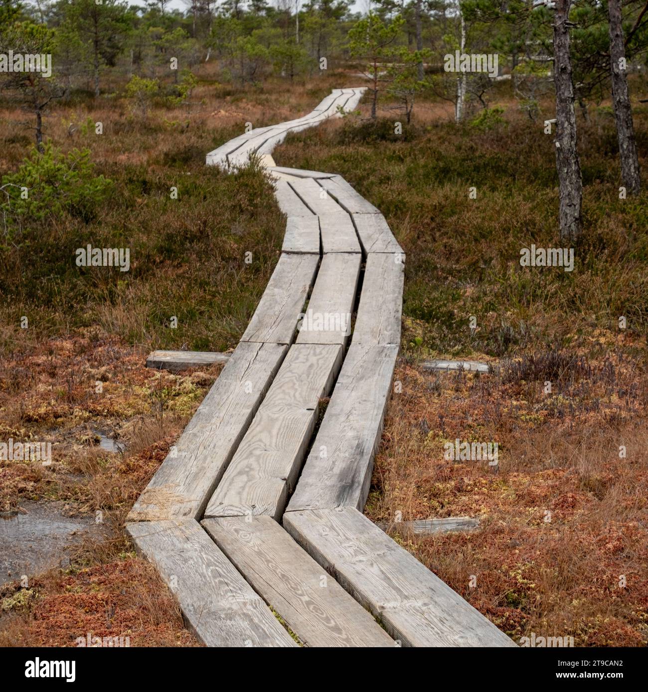 Step onto this timbered pathway, a bridge between worlds where the ...