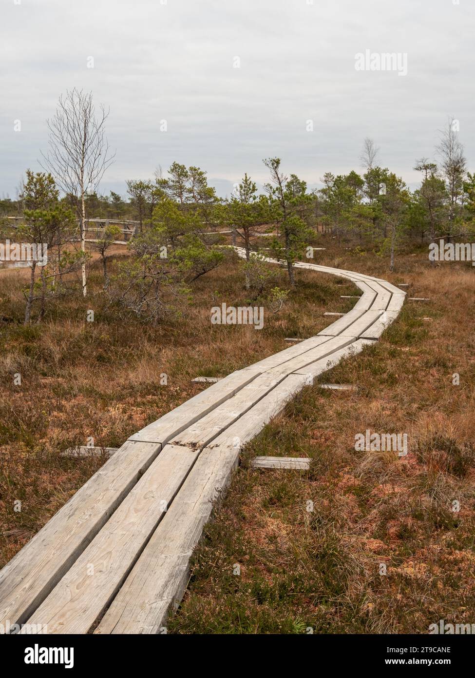 Experience the magic of the swamp on this aged wooden path, where ...