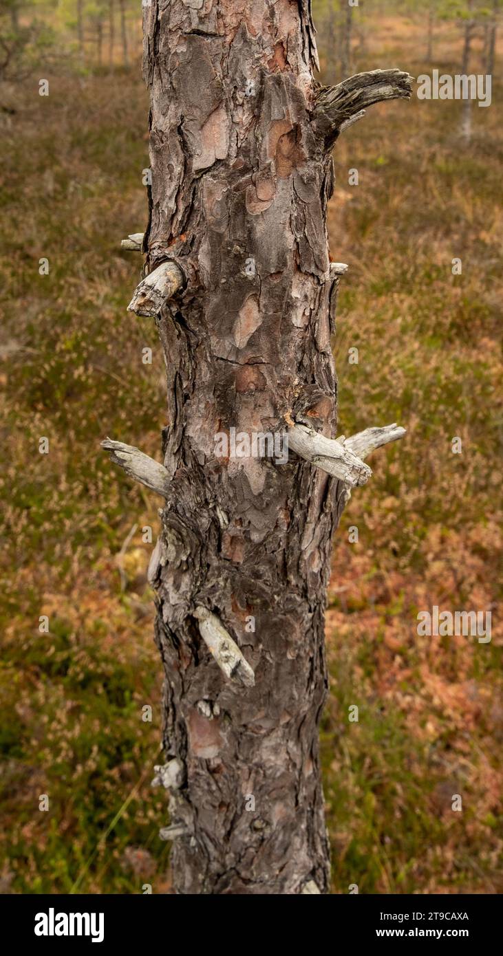 Nature's intricate tapestry unfolds in the textured bark of this tree ...