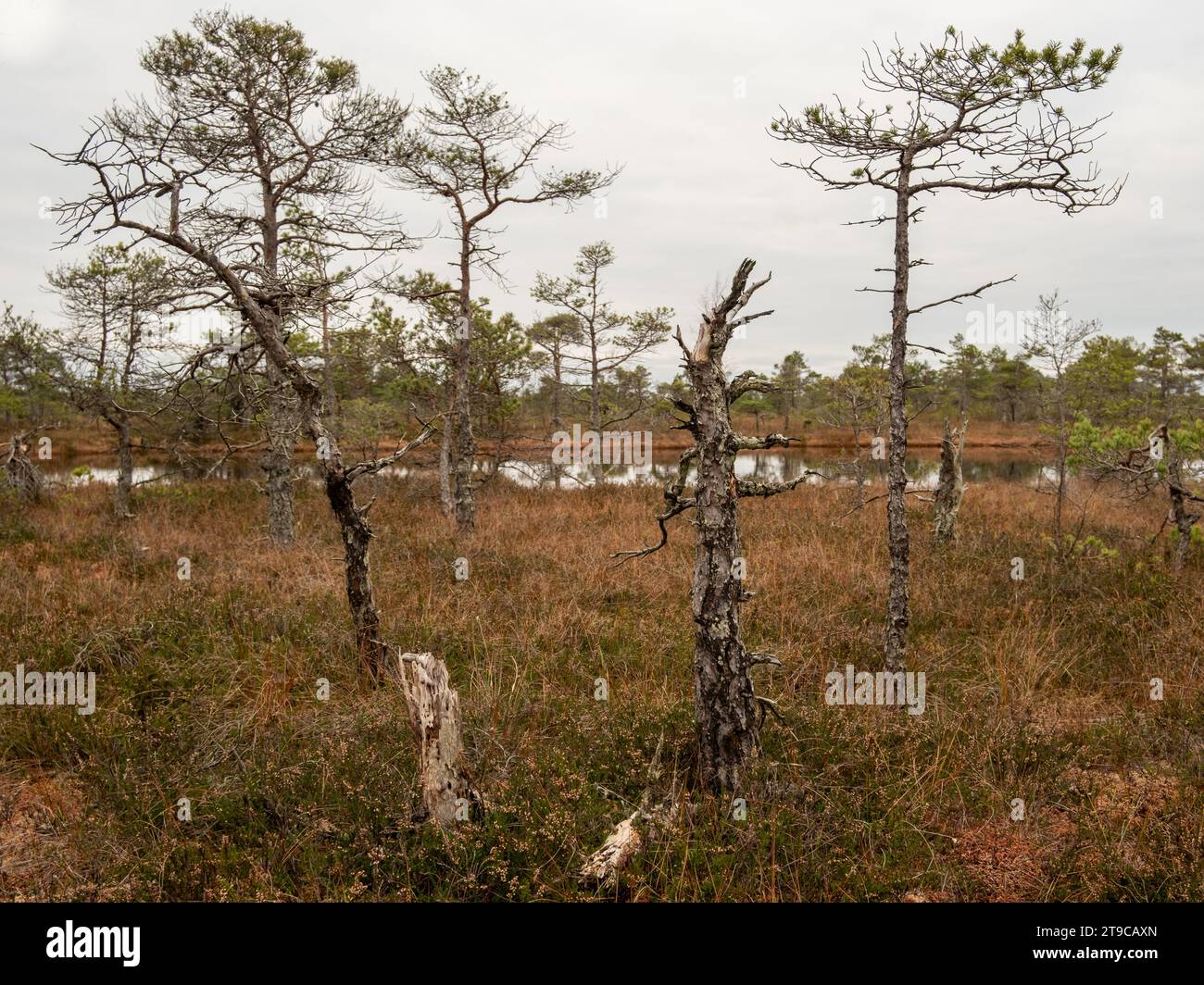 In the midst of the swamp's tranquility, the textured tree stands tall ...