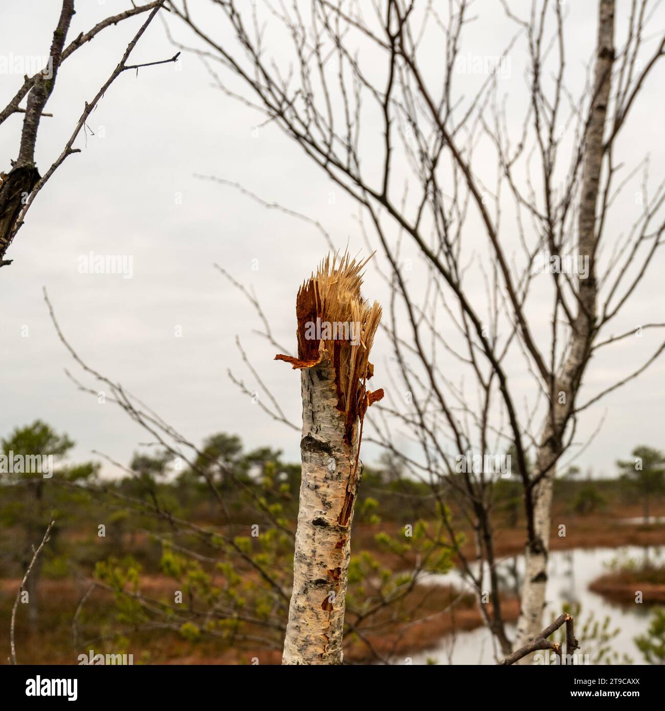 The textured tree, a rugged marvel, epitomizes the resilience and ...