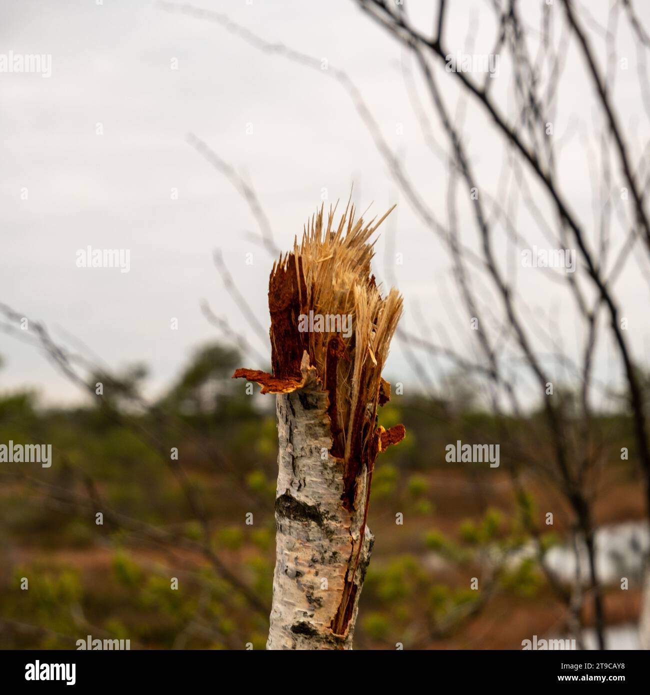 Through the textured grooves of this tree, autumn's charm finds ...