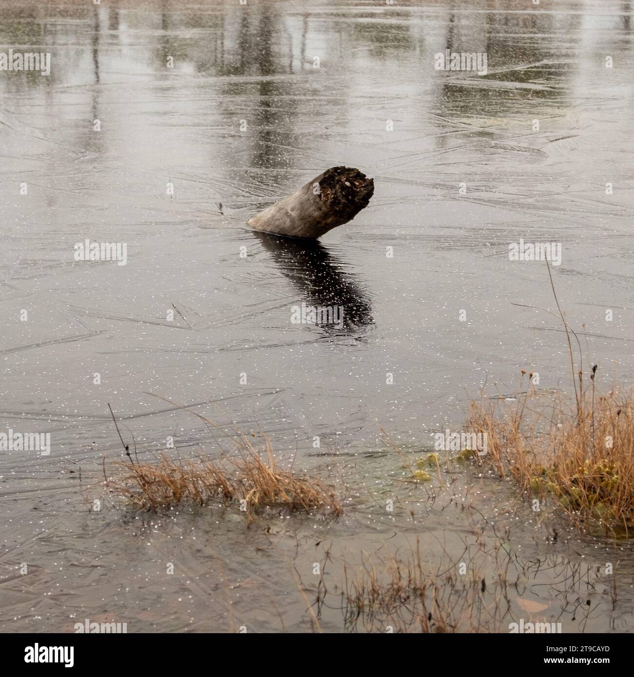 Nature's delicate touch: frost flowers grace the surface of the small ...
