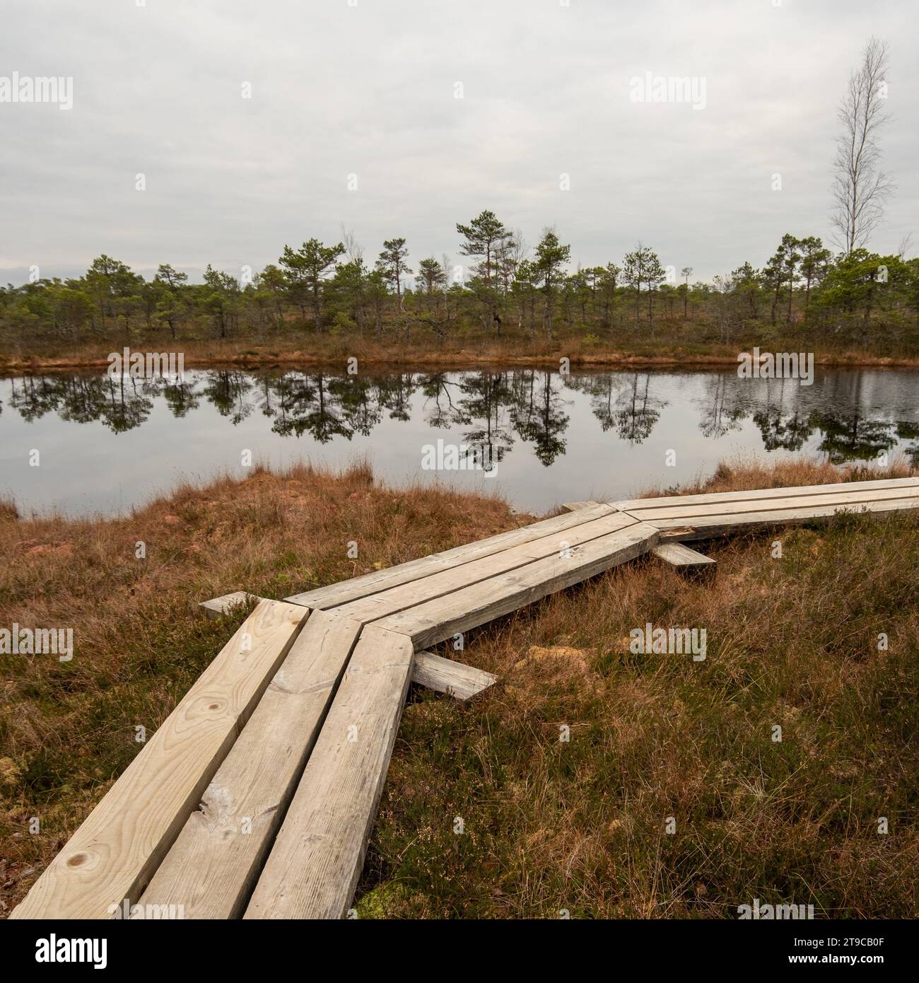 Follow the worn path; each step unveils the hidden poetry of the swamp ...
