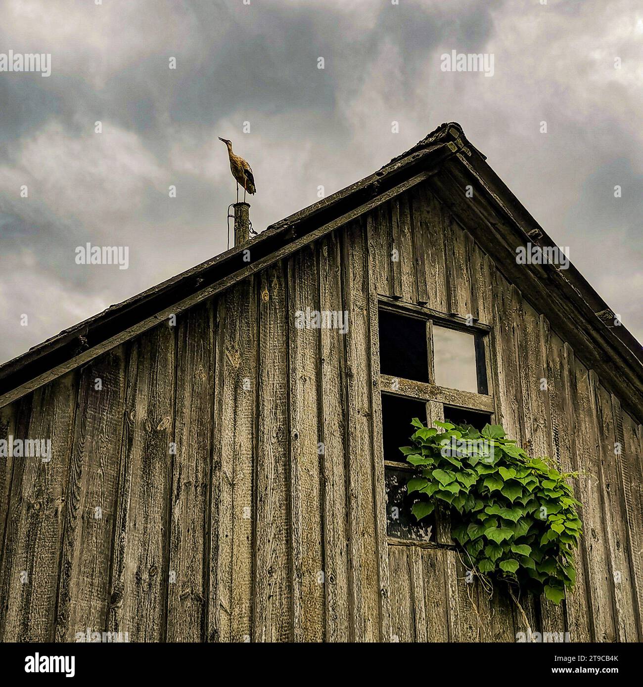 Biodivversity hi-res stock photography and images - Alamy