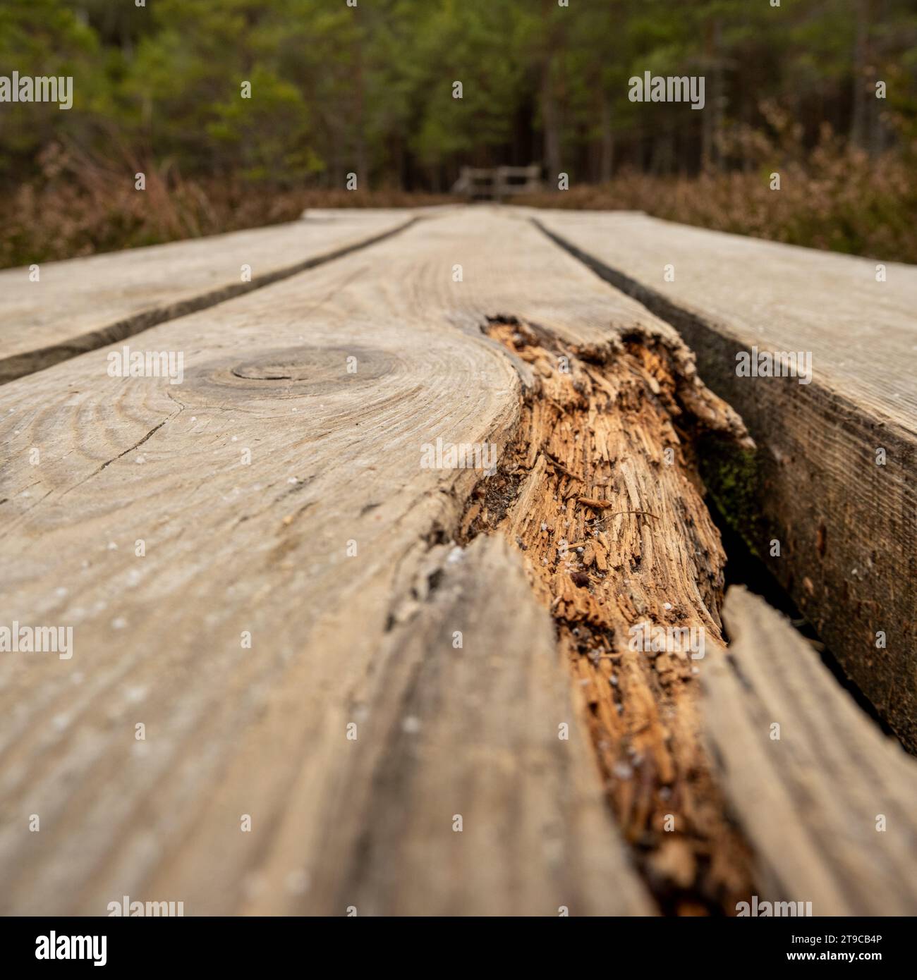 Amidst nature's embrace, a winding trail of resilience; weathered ...