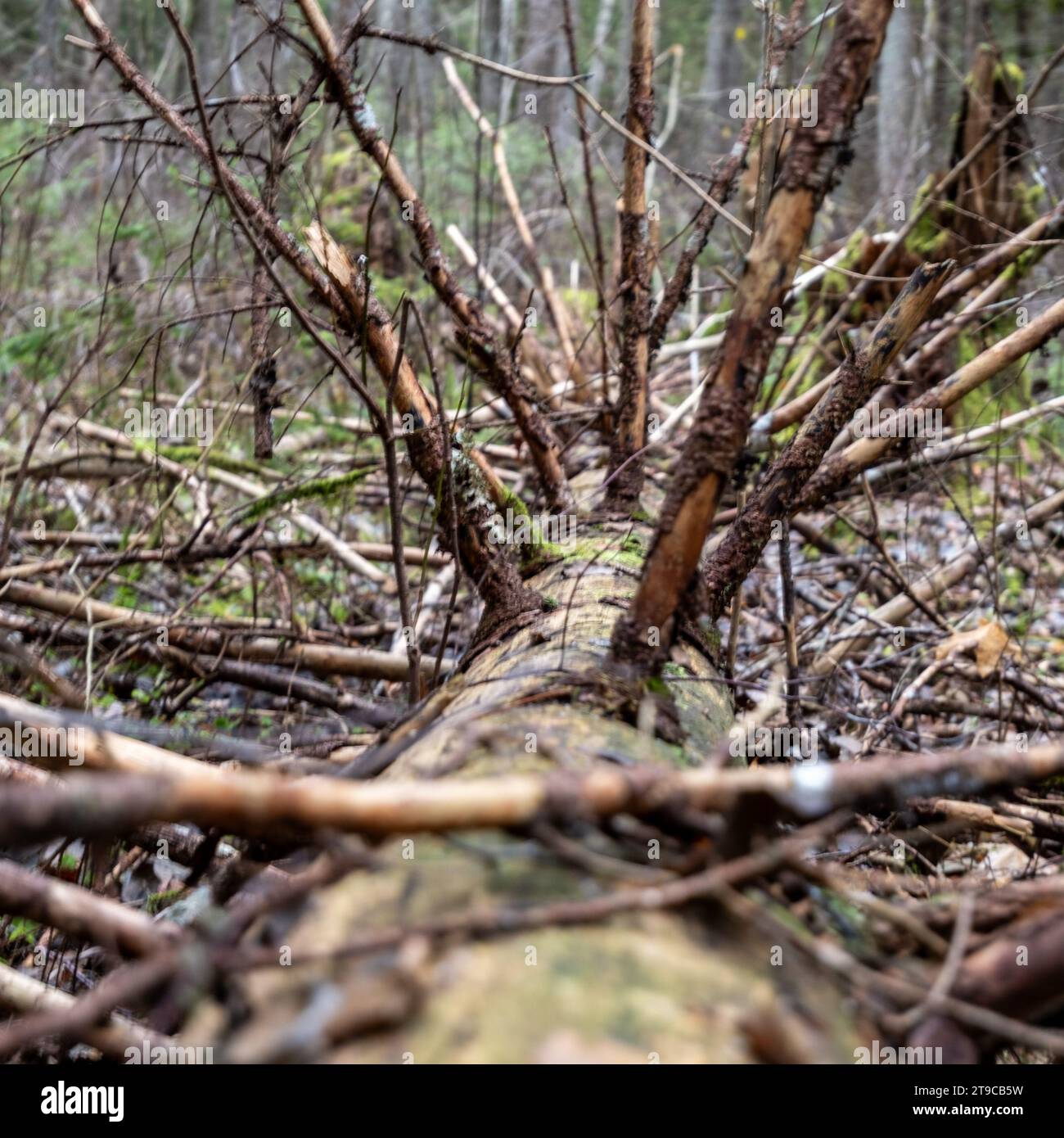 Amongst the serenity of the autumnal swamp, the textured tree becomes a ...
