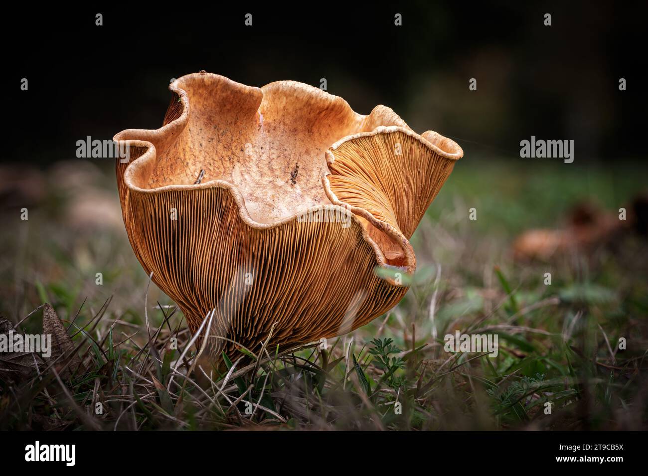 Brown roll-rim mushroom, a species of Rollrims, growing through the ...
