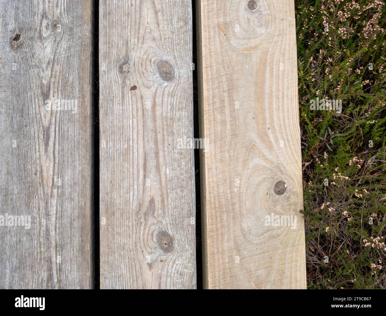 Nature's tapestry woven in a texture—a harmonious blend of rugged wood ...