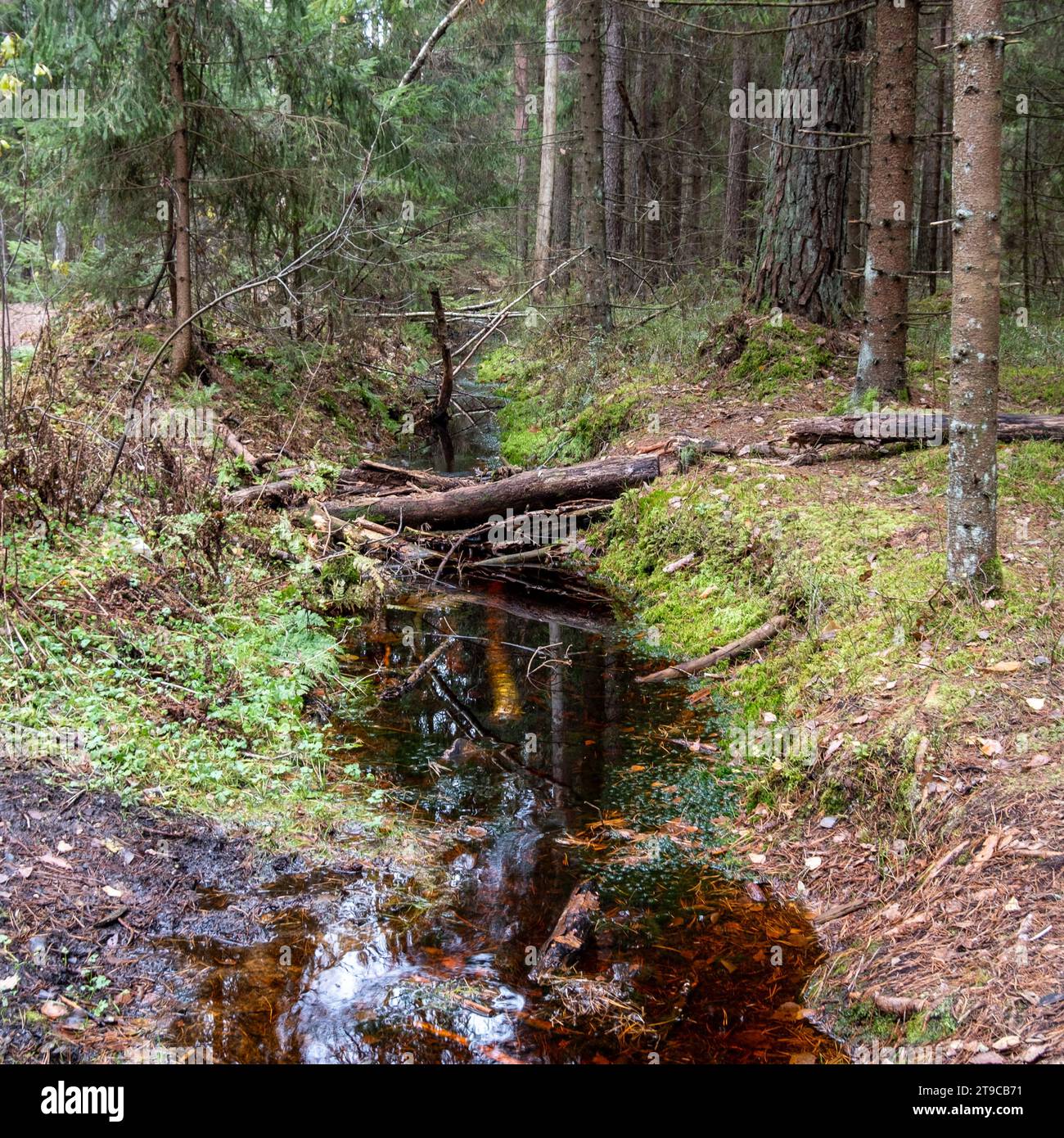 Nature's collaboration: branches span the forest ditch, crafting a ...