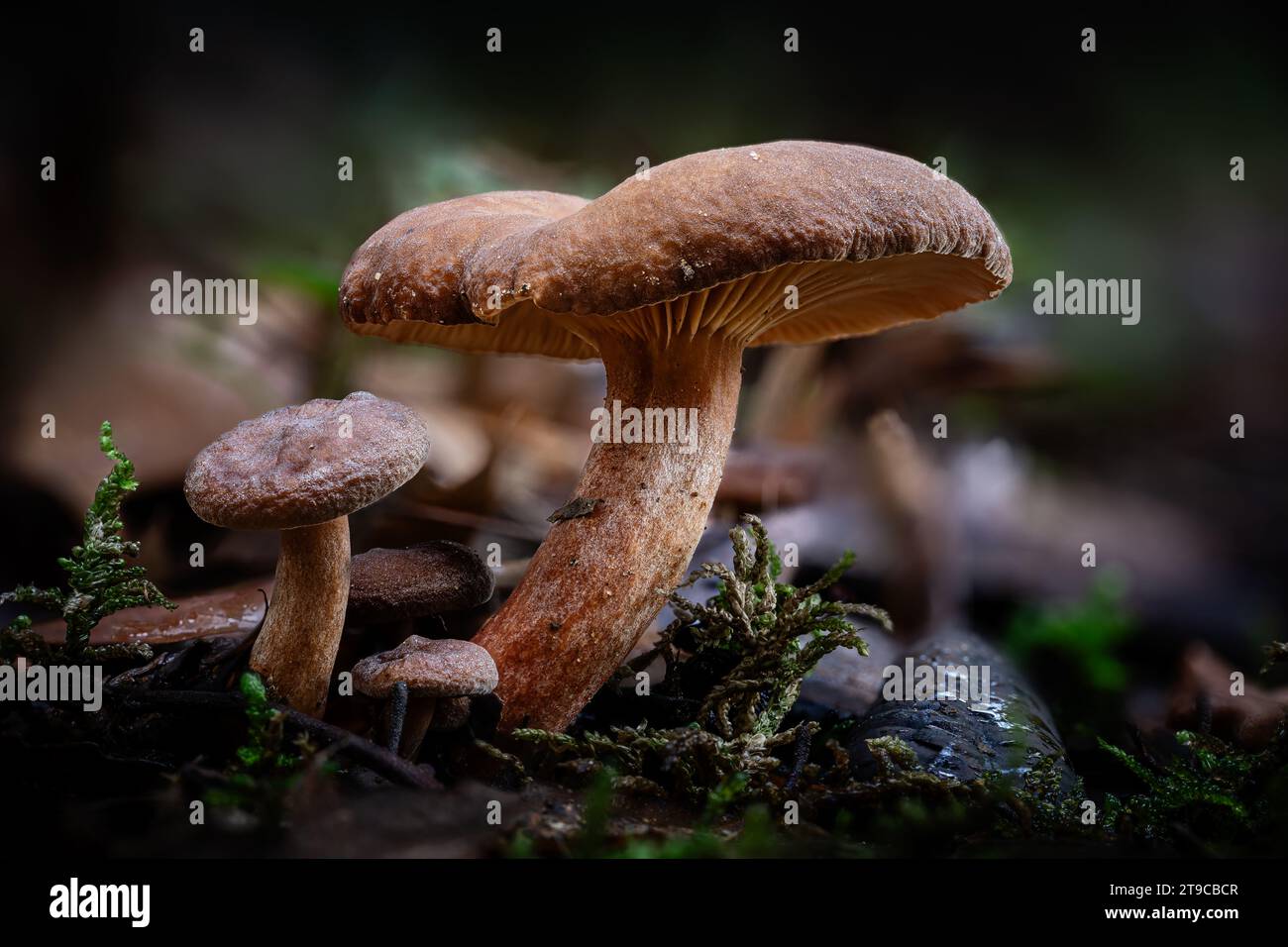Candy cap mushroom hi-res stock photography and images - Alamy