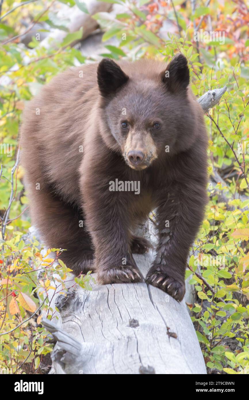 Bear Cub With Fall Colors Stock Photo - Alamy