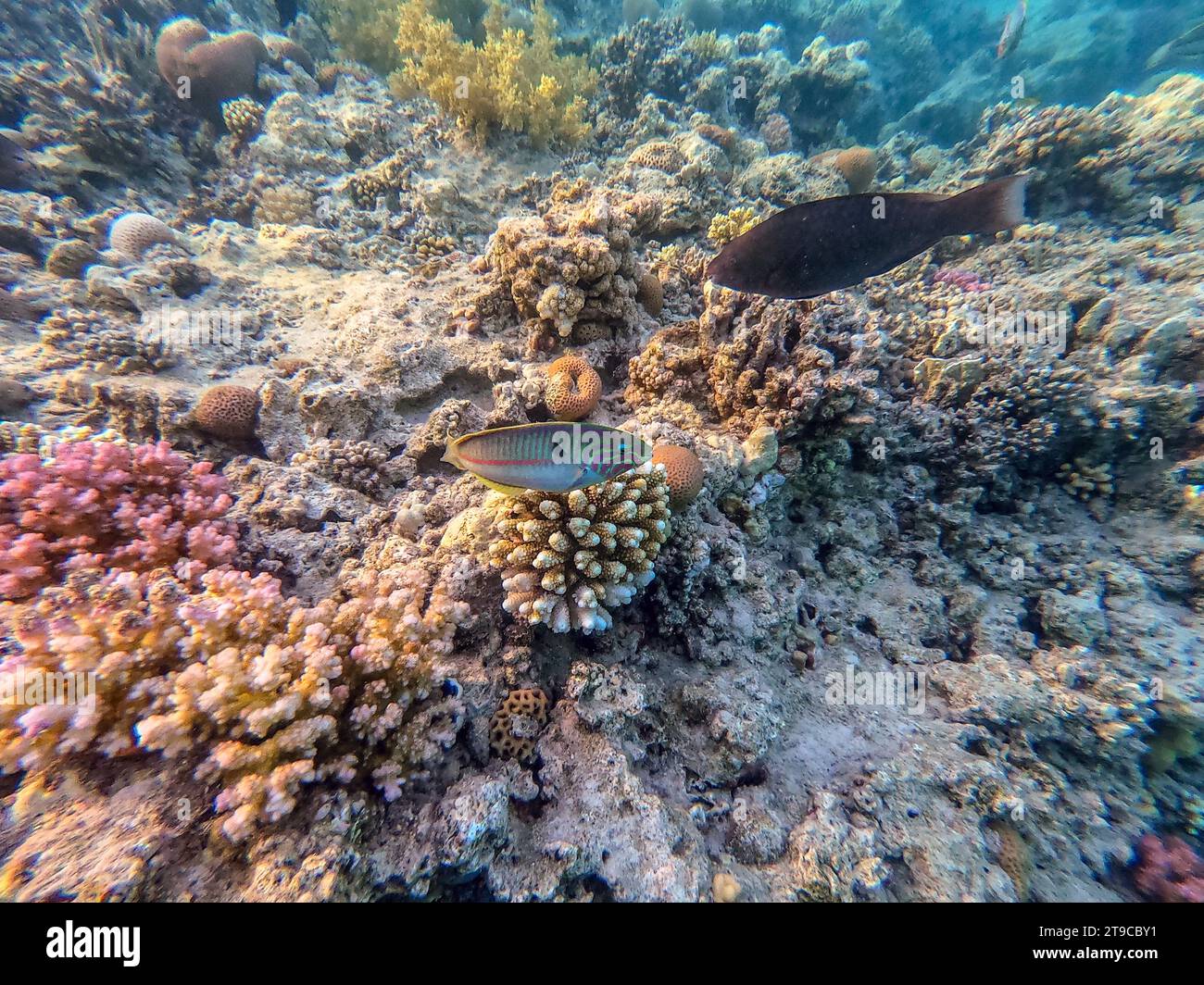 Klunzinger's wrasse known as Thalassoma rueppellii underwater at the ...