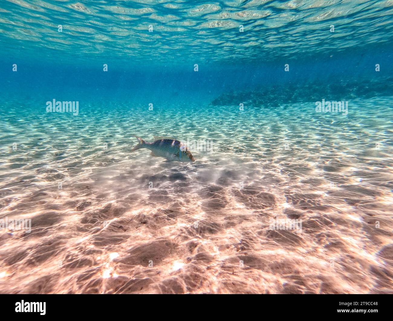 Tropical Spangled Emperor fish known as Lethrinus Nebulosus underwater ...