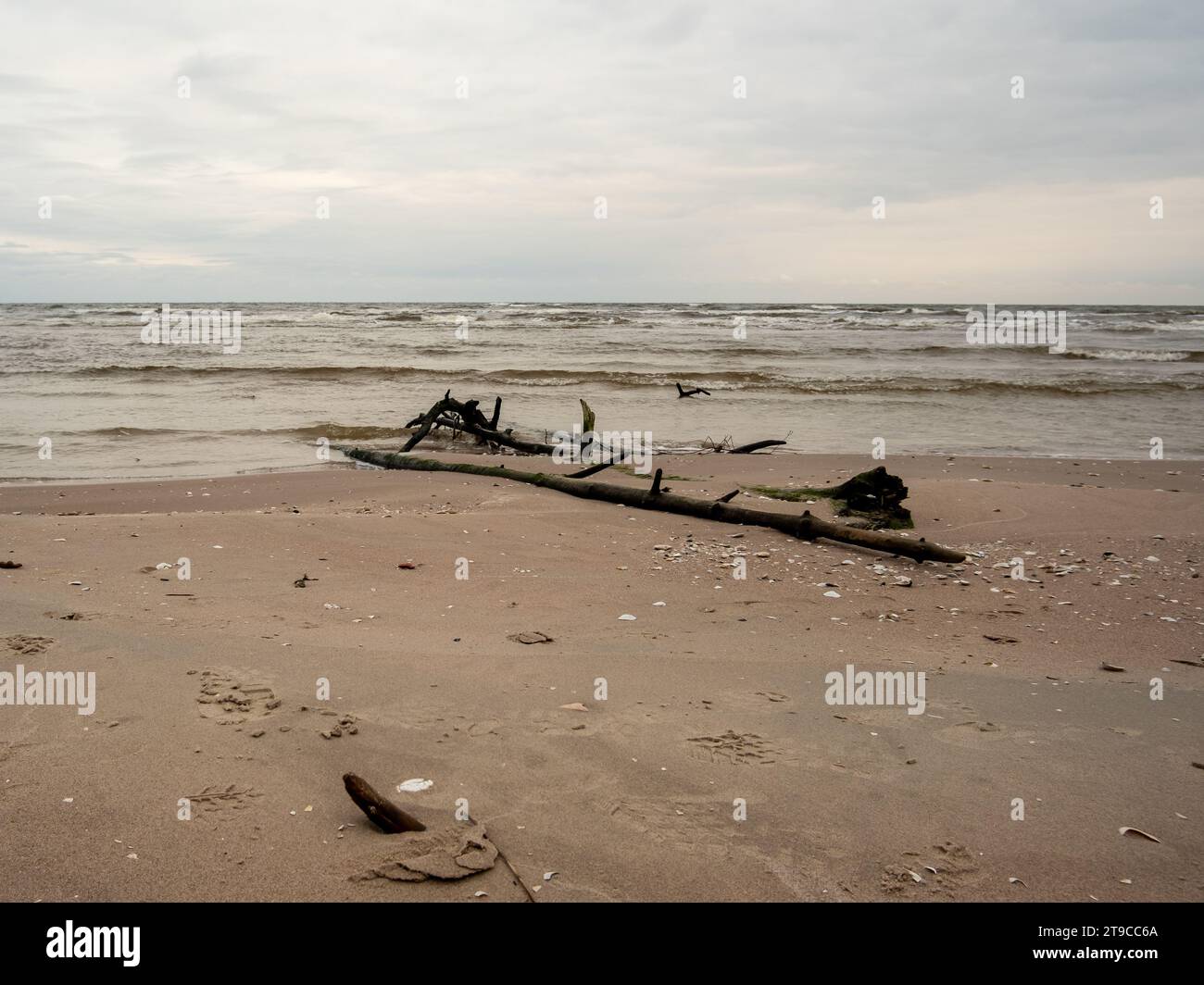 Storm's aftermath captured: downed trees find solace amidst the calming ...