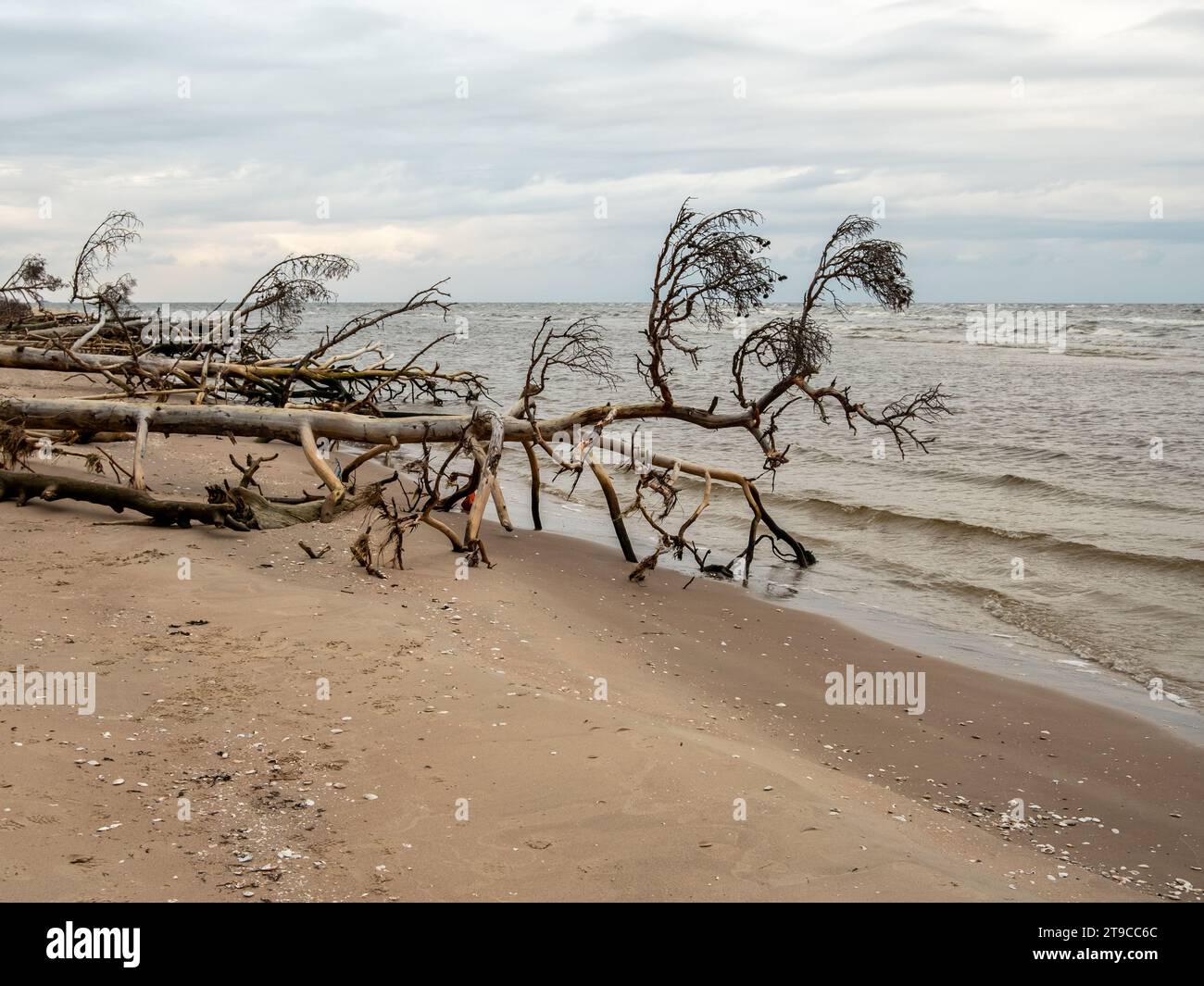 A picture of resilience: downed trees align the shore, merging with the ...
