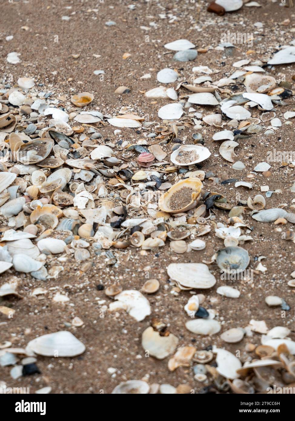 Nature's tiny jewels scattered by the waves, each seashell tells a ...